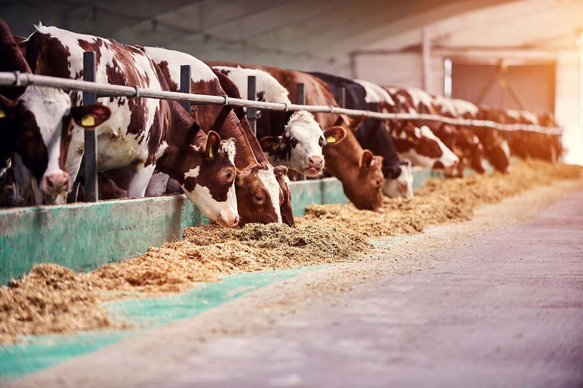 Savant Dairy – Makes Life Healthy