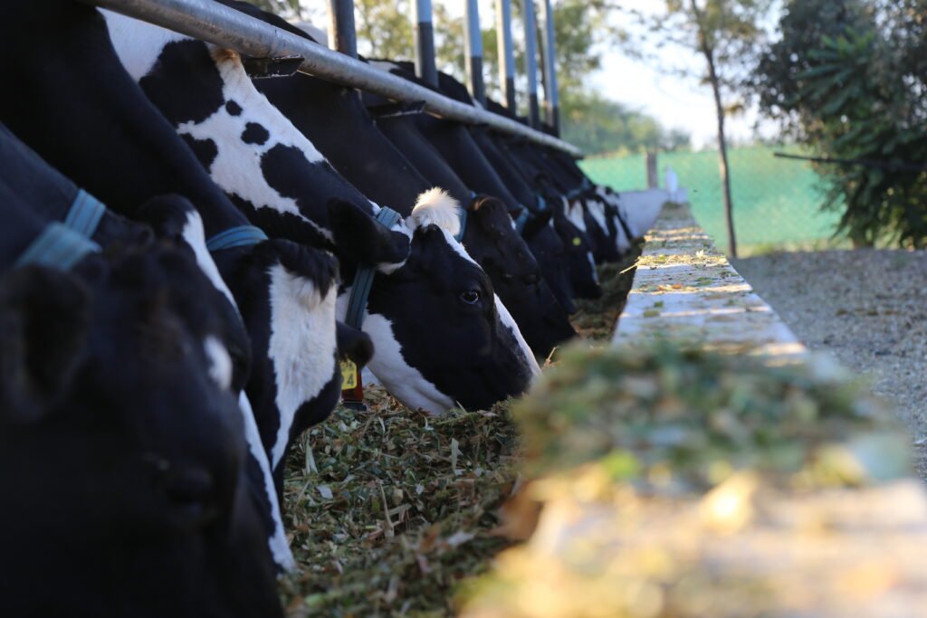 Savant Dairy – Makes Life Healthy